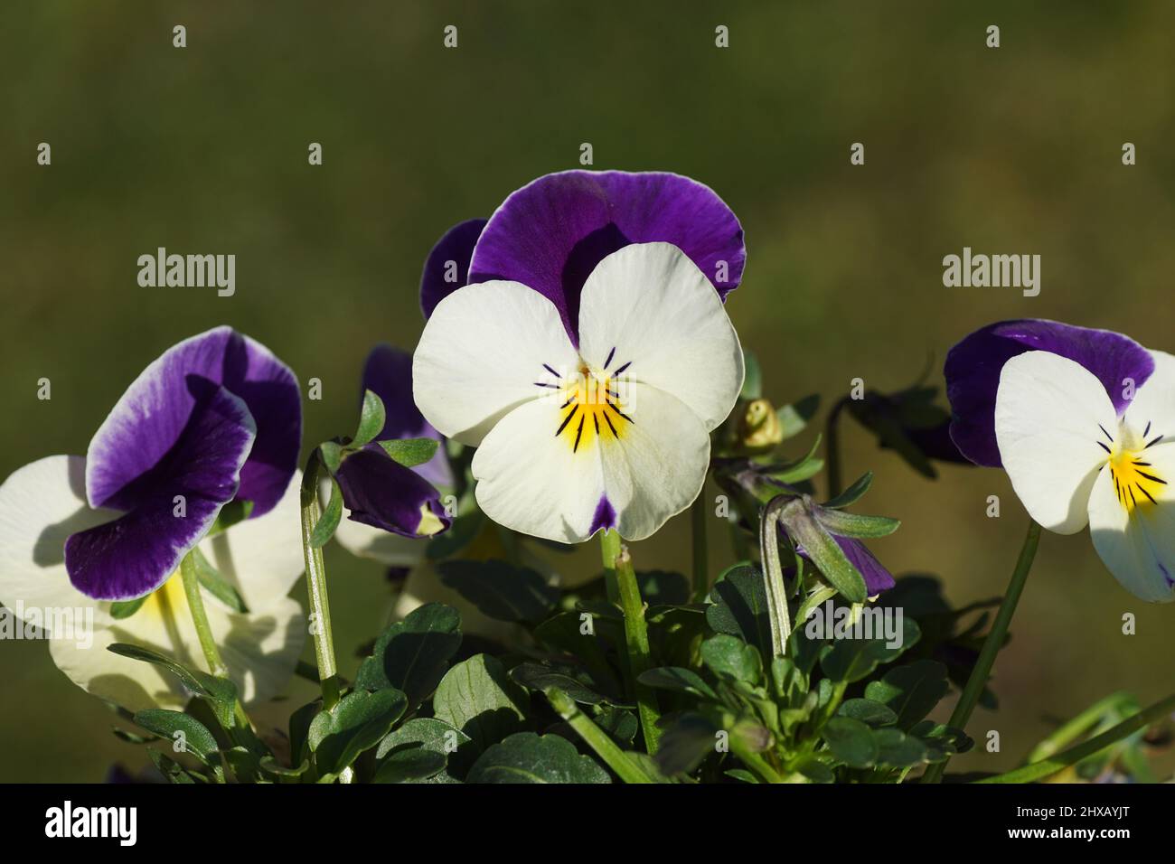 Violets flowers field in garden hi-res stock photography and images - Alamy