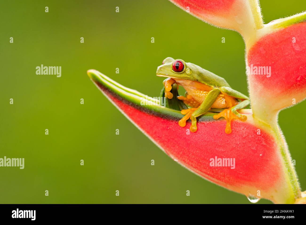 Agalychnis callidryas, or better known as the red-eyed tree frog, is an ...