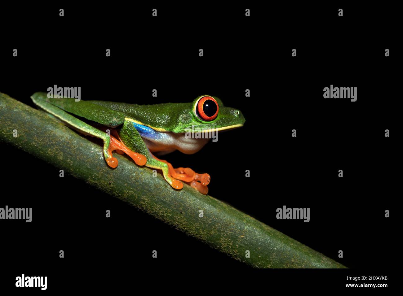 Agalychnis callidryas, or better known as the red-eyed tree frog, is an ...