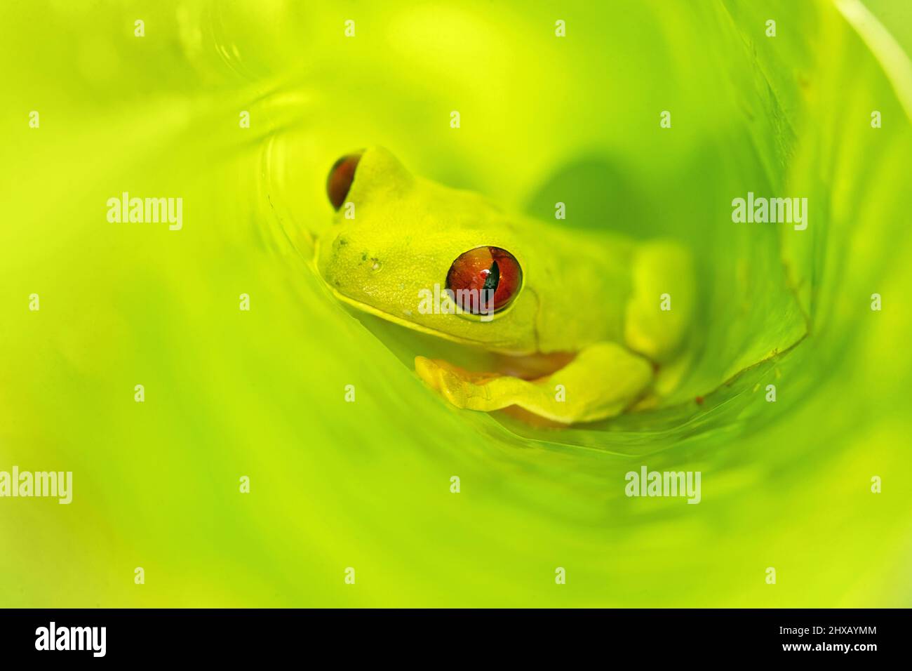 Agalychnis callidryas, or better known as the red-eyed tree frog, is an ...