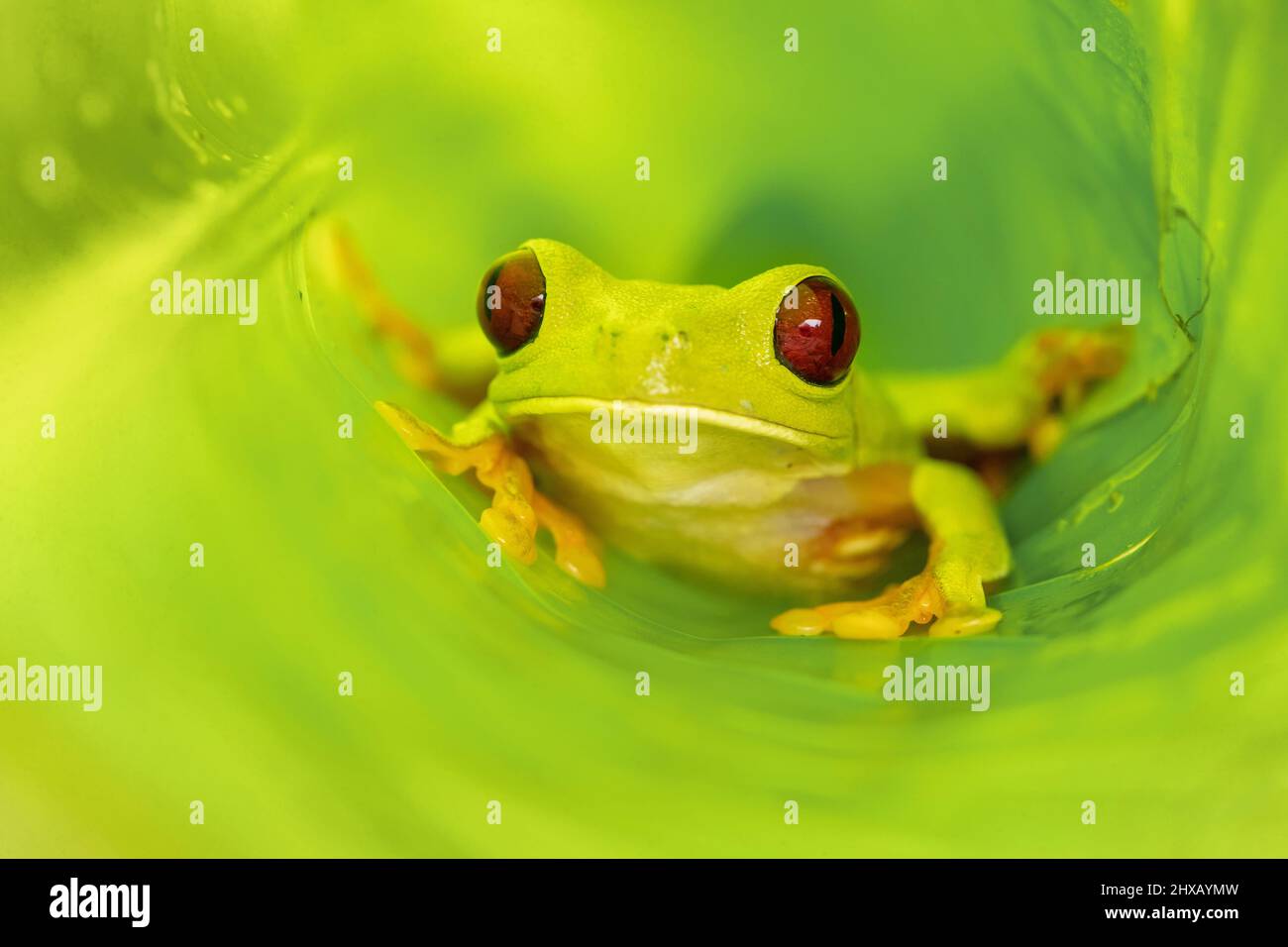 Agalychnis callidryas, or better known as the red-eyed tree frog, is an ...