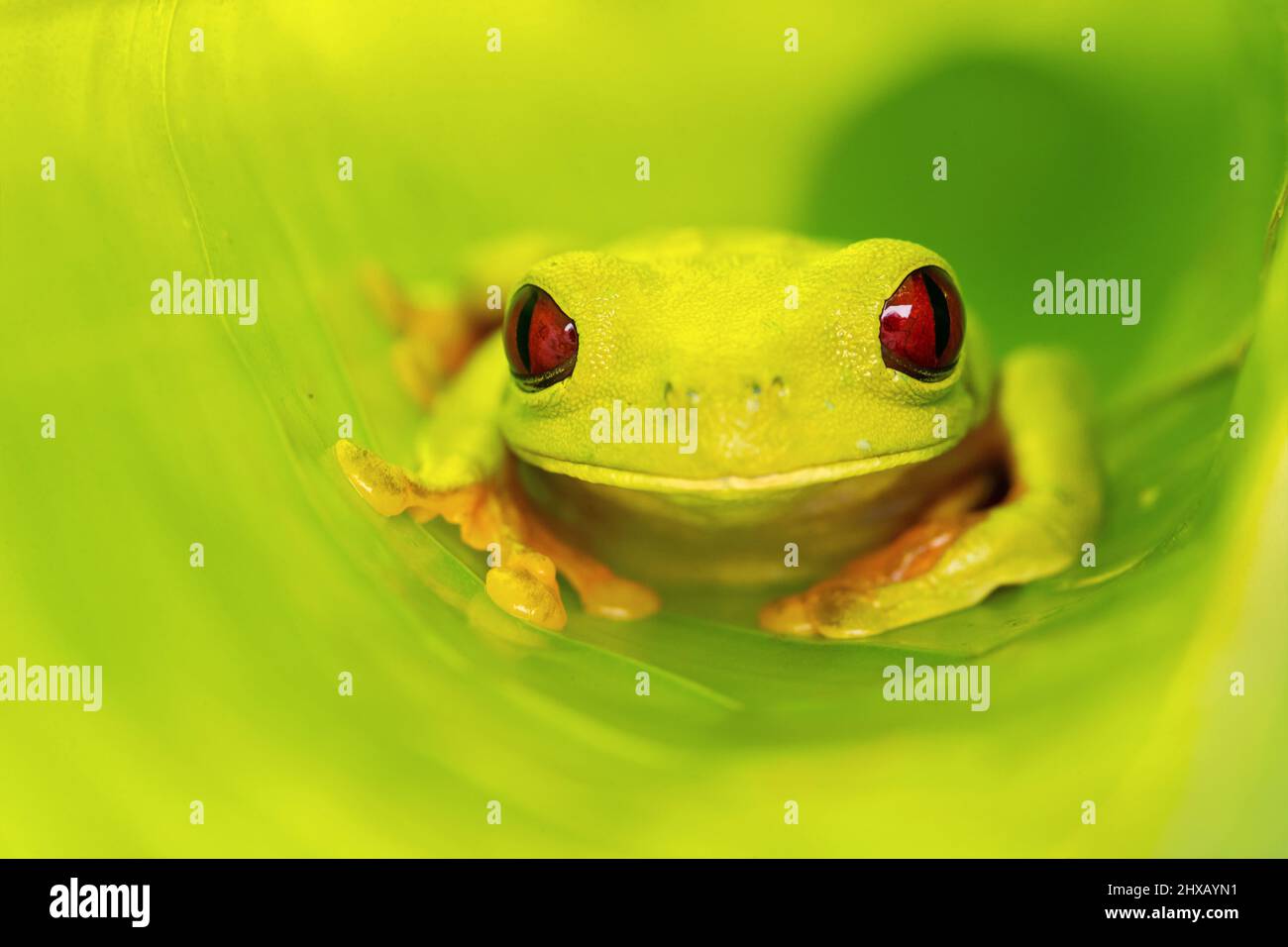 Agalychnis callidryas, or better known as the red-eyed tree frog, is an ...