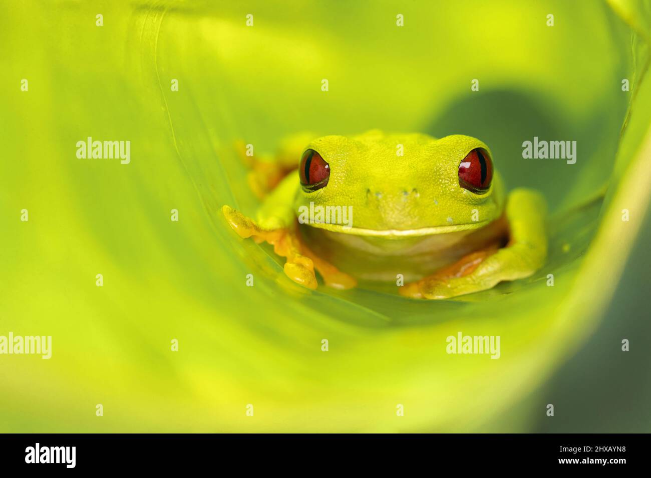 Agalychnis callidryas, or better known as the red-eyed tree frog, is an ...