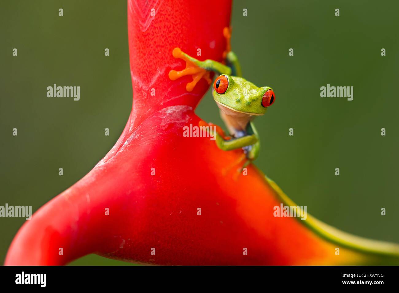 Agalychnis callidryas, or better known as the red-eyed tree frog, is an ...