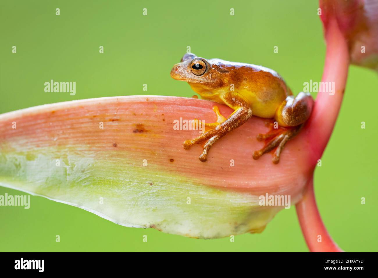 Mahogany tree flower hi-res stock photography and images - Alamy