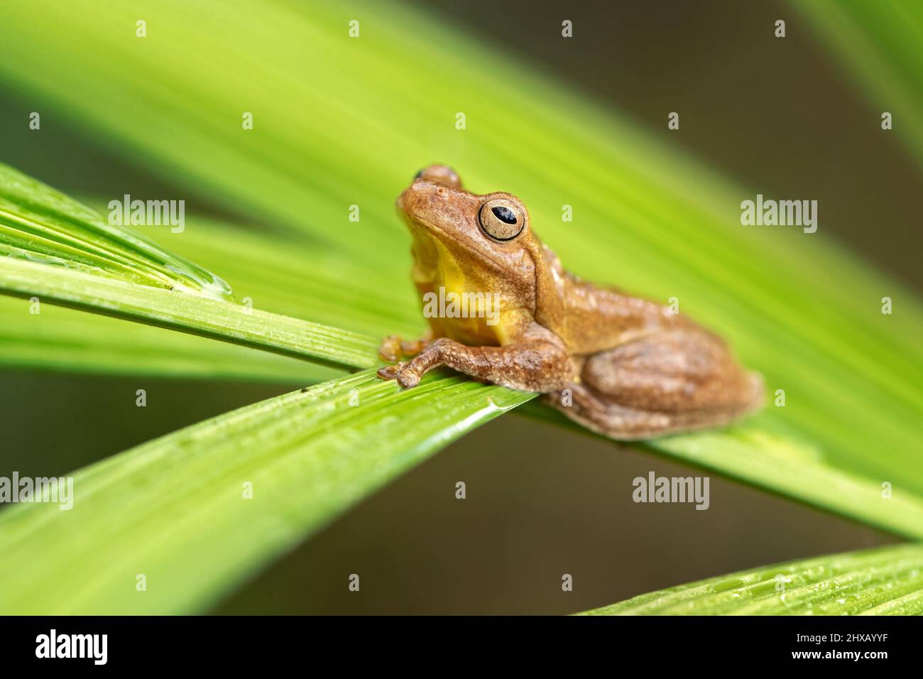 Mahogany tree frog hi-res stock photography and images - Alamy