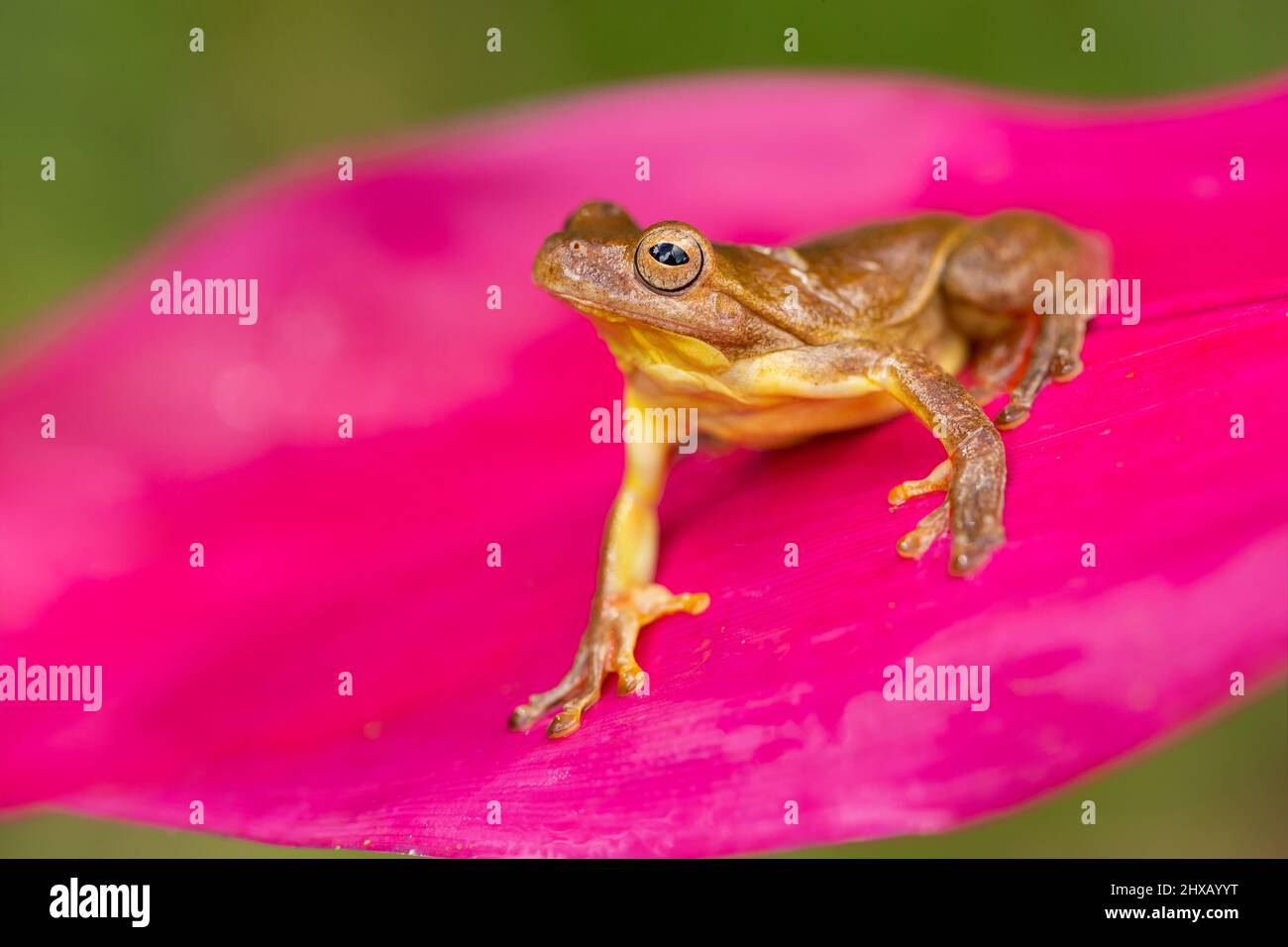 Mahogany tree frog (Tlalocohyla loquax) is a species of frog in the ...