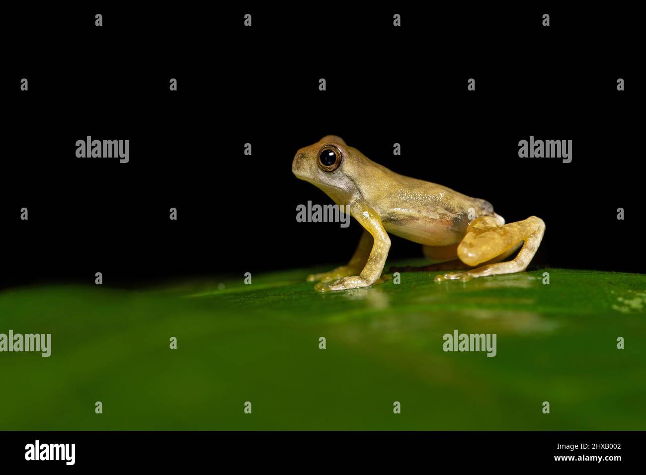 Mahogany tree frog (Tlalocohyla loquax) is a species of frog in the ...