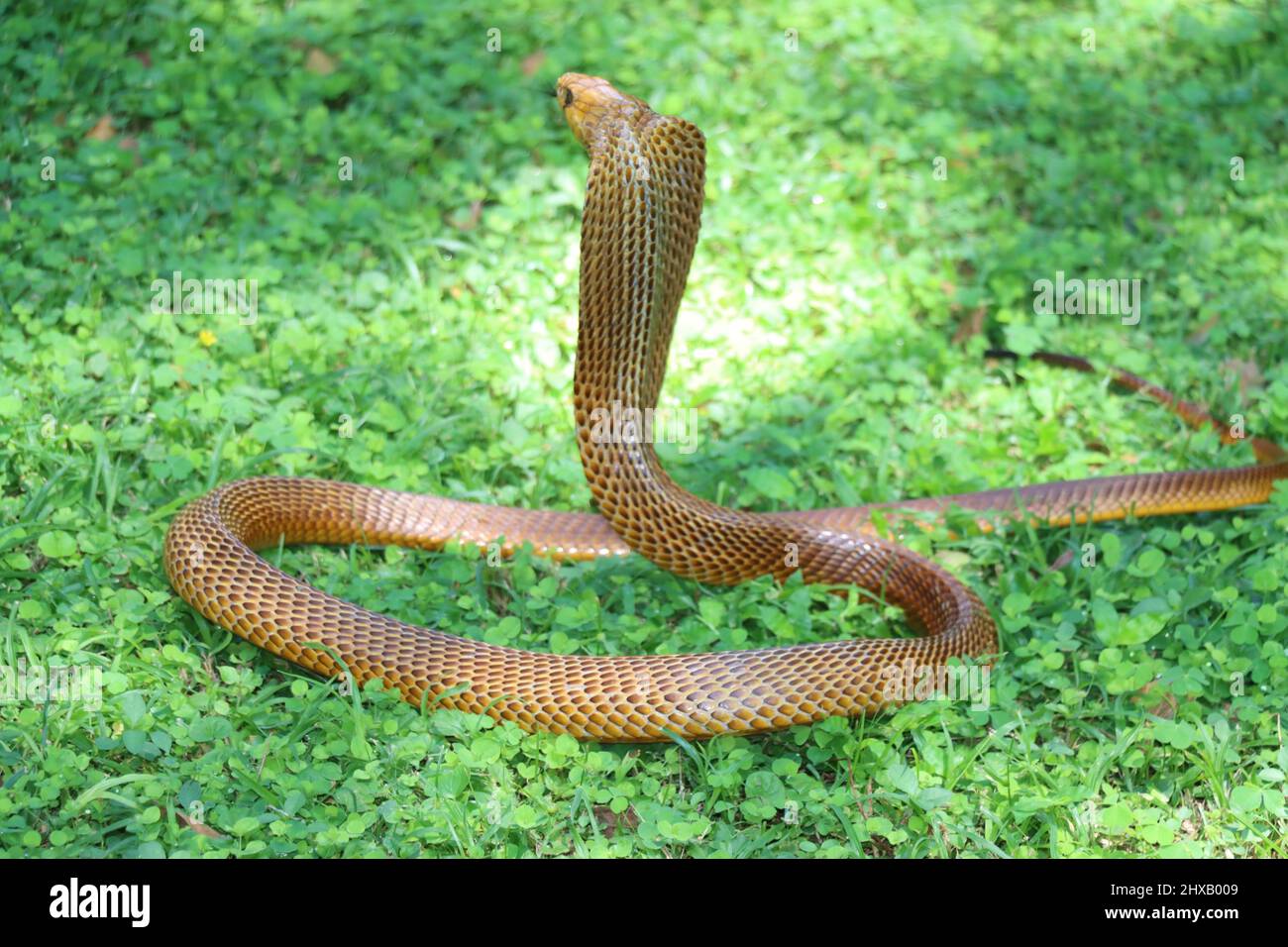 Striking cobra hi-res stock photography and images - Alamy
