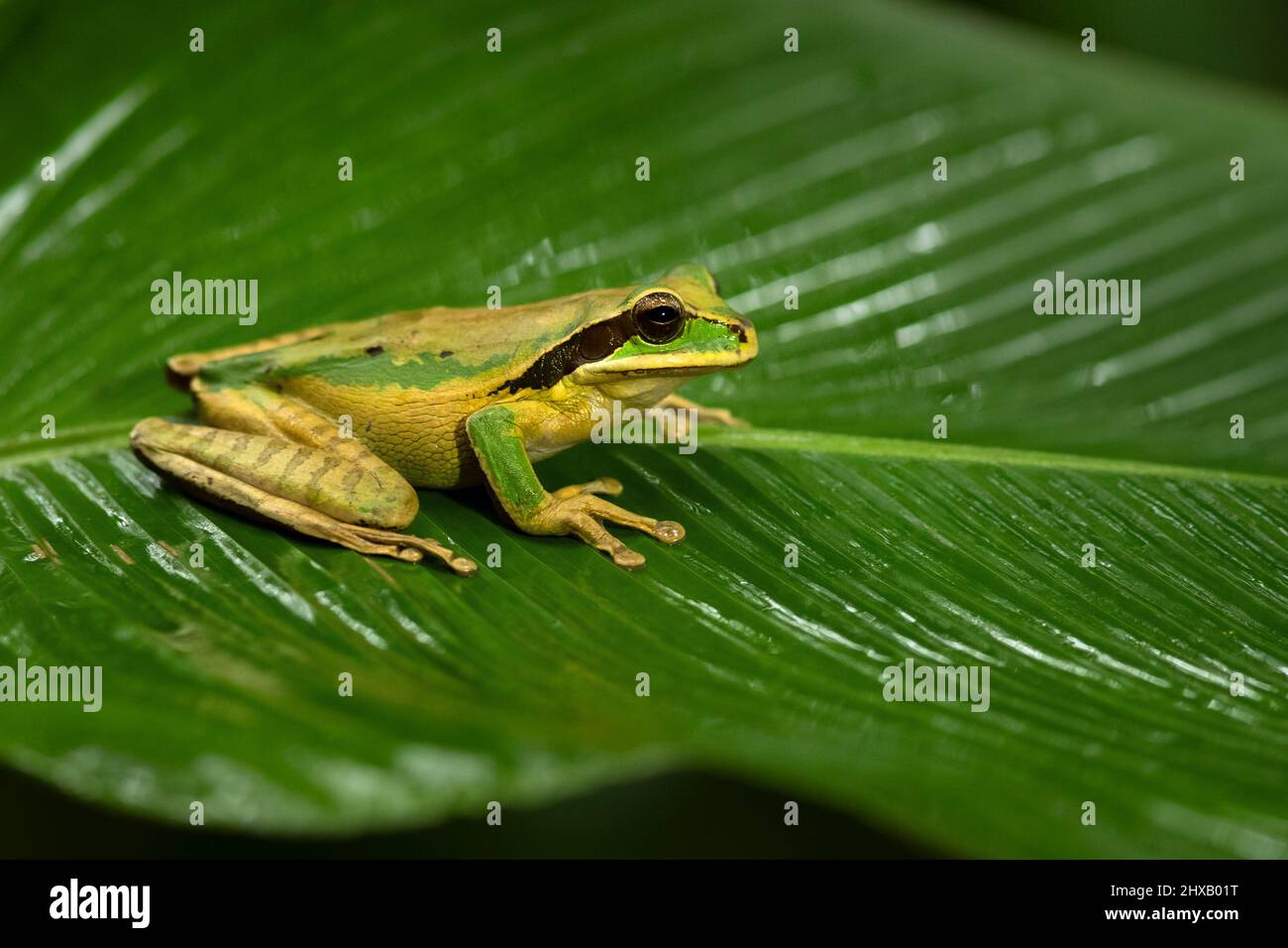 The New Granada cross-banded tree frog (Smilisca phaeota, also known as ...