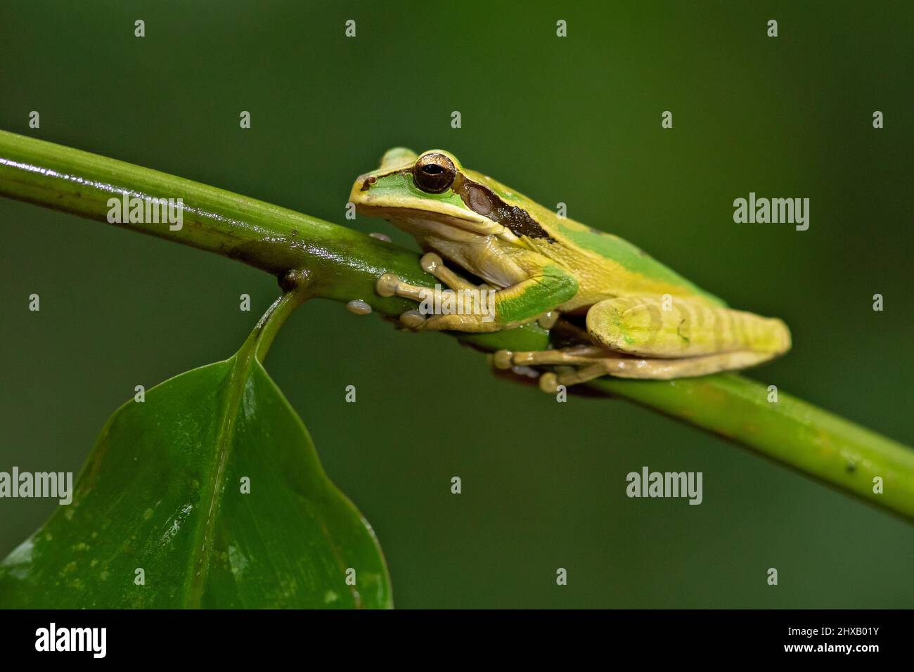 The New Granada cross-banded tree frog (Smilisca phaeota, also known as ...