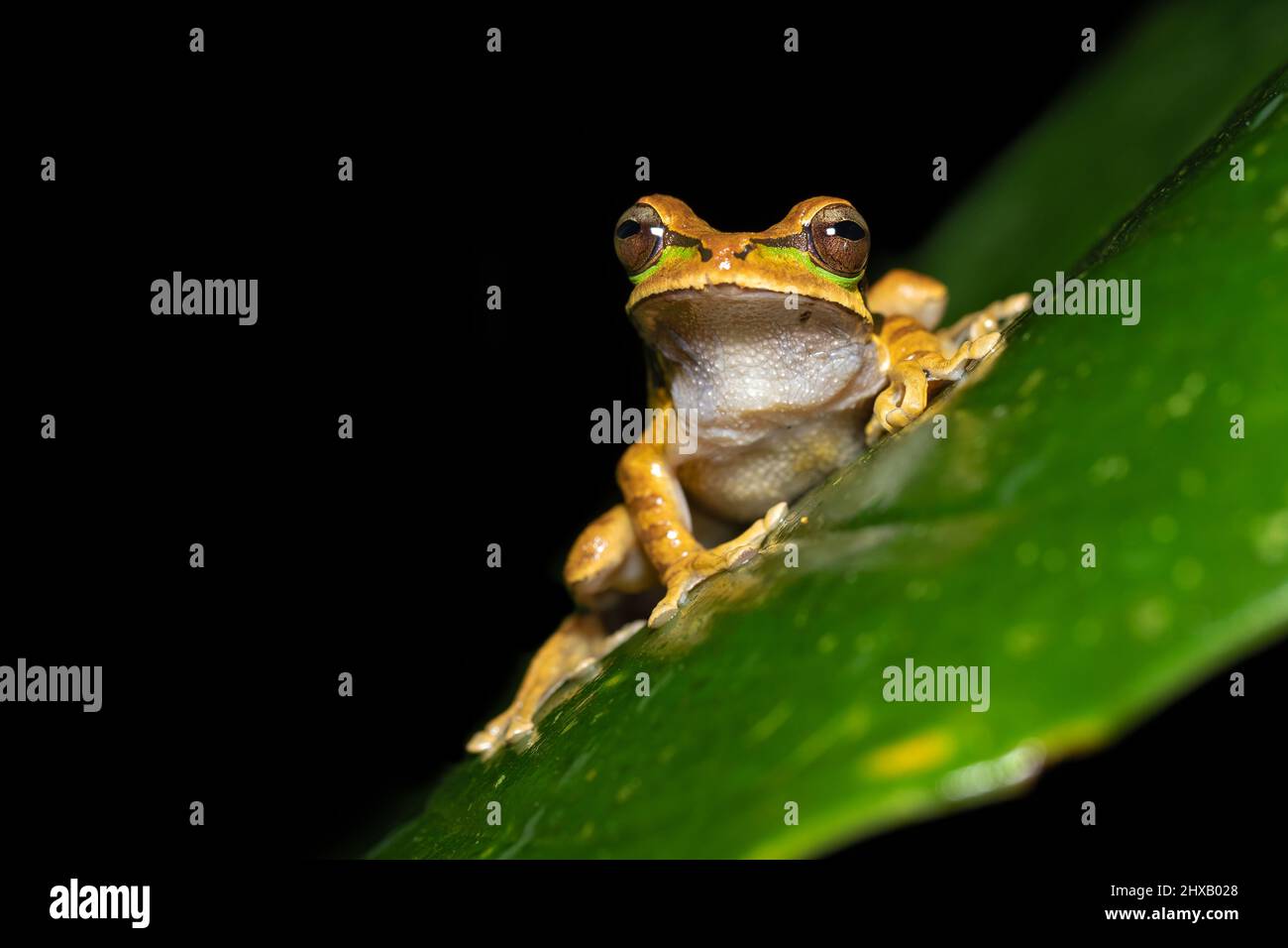 The New Granada cross-banded tree frog (Smilisca phaeota, also known as ...