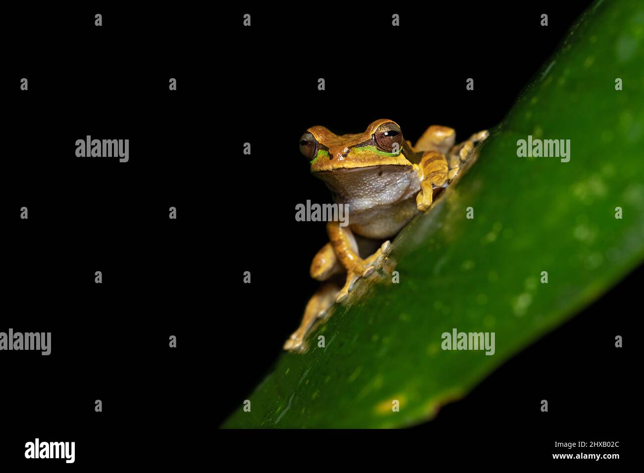 The New Granada cross-banded tree frog (Smilisca phaeota, also known as ...