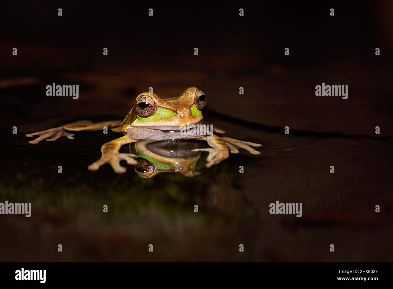 The New Granada cross-banded tree frog (Smilisca phaeota, also known as ...