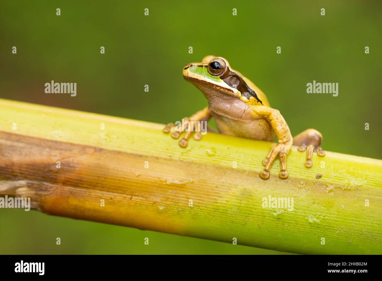 The New Granada cross-banded tree frog (Smilisca phaeota, also known as ...
