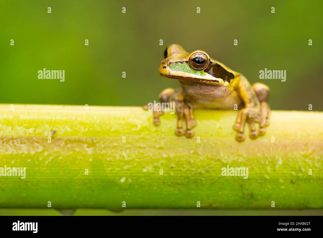 The New Granada cross-banded tree frog (Smilisca phaeota, also known as ...