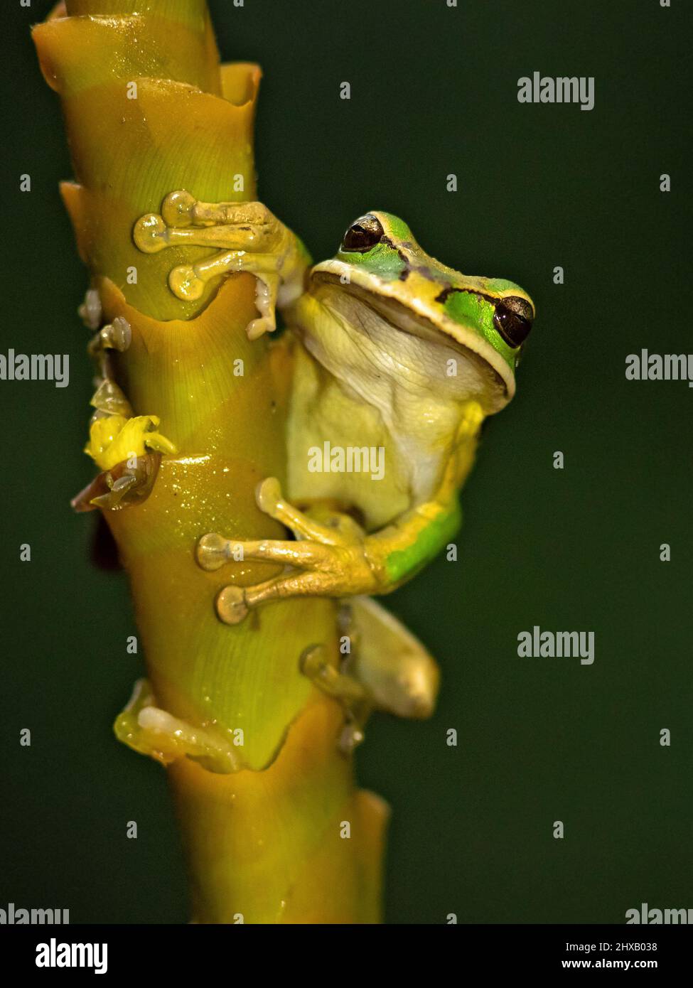 The New Granada cross-banded tree frog (Smilisca phaeota, also known as ...