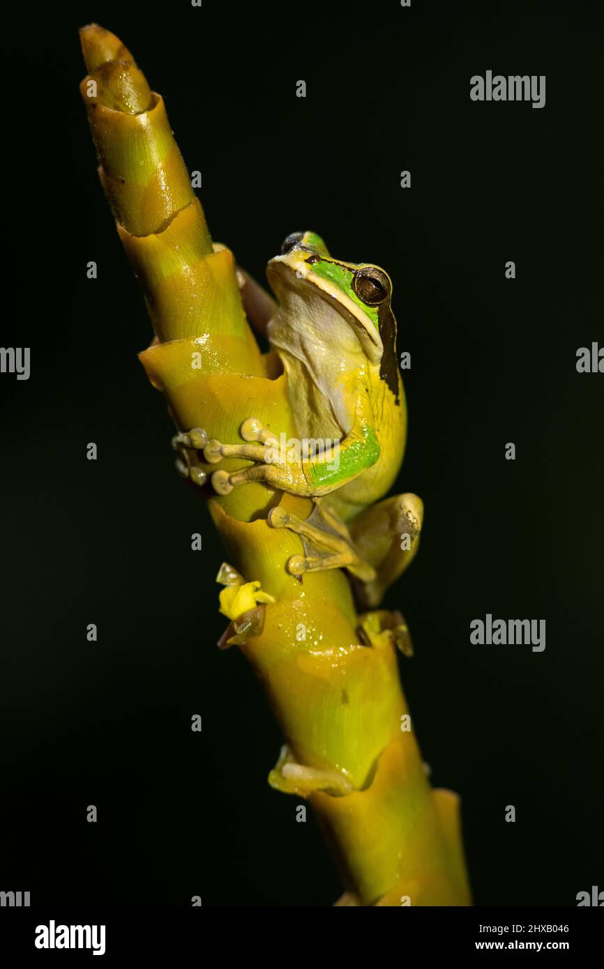 The New Granada cross-banded tree frog (Smilisca phaeota, also known as ...