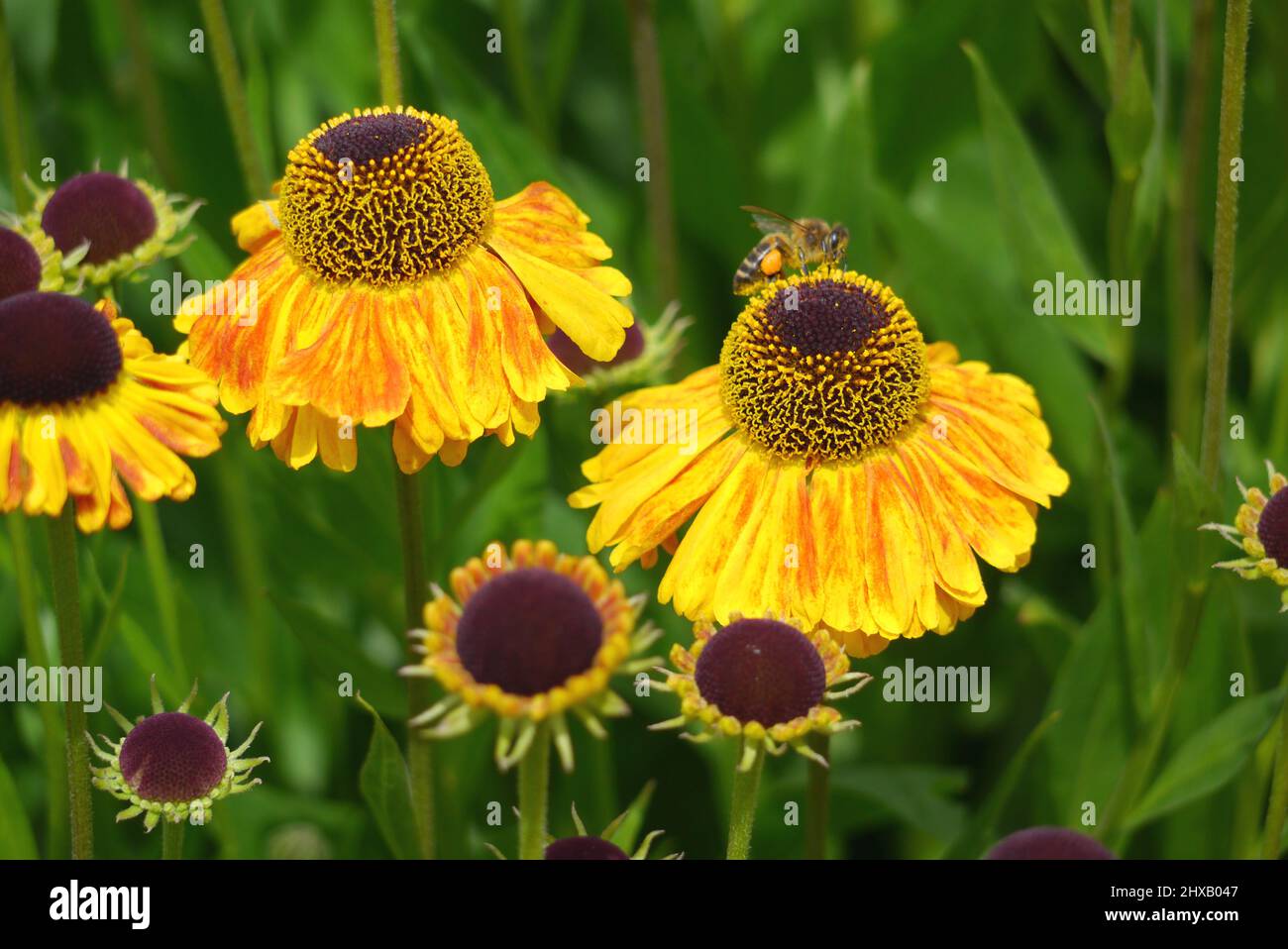 Honey Bee on Yellow/Brown Helenium 'Butterpat' (Sneezeweeds) Flower ...
