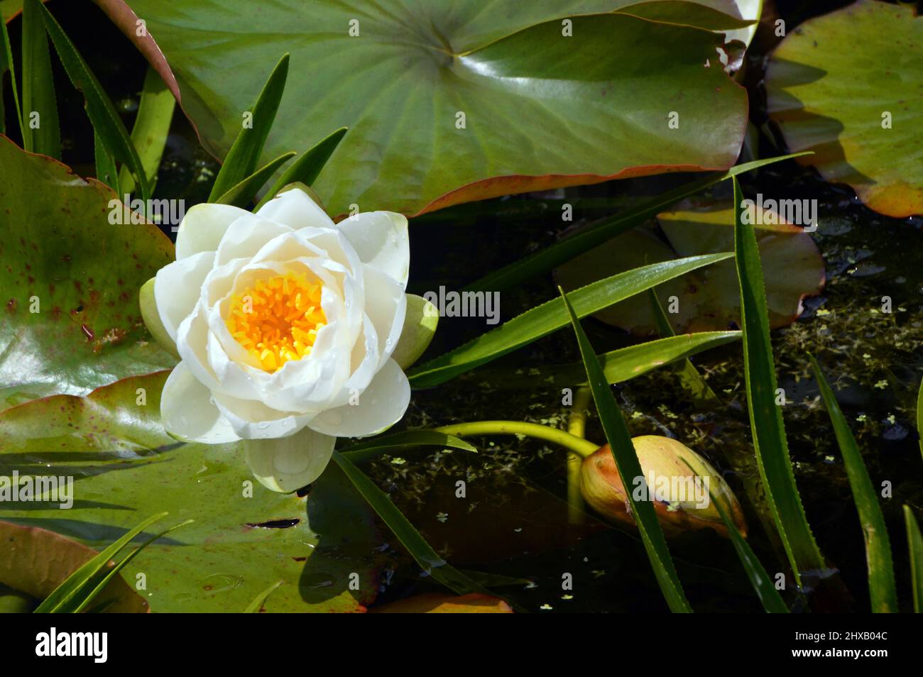 Single White Water Lilly (Nymphaea alba) Flower Floating in Lilly Pond ...