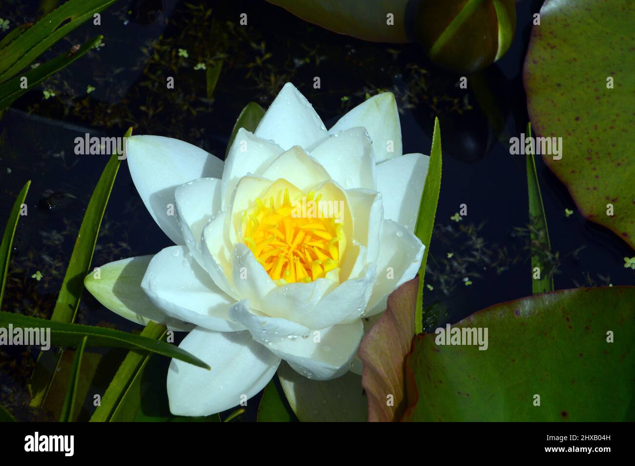 Single White Water Lilly (Nymphaea alba) Flower Floating in Lilly Pond ...
