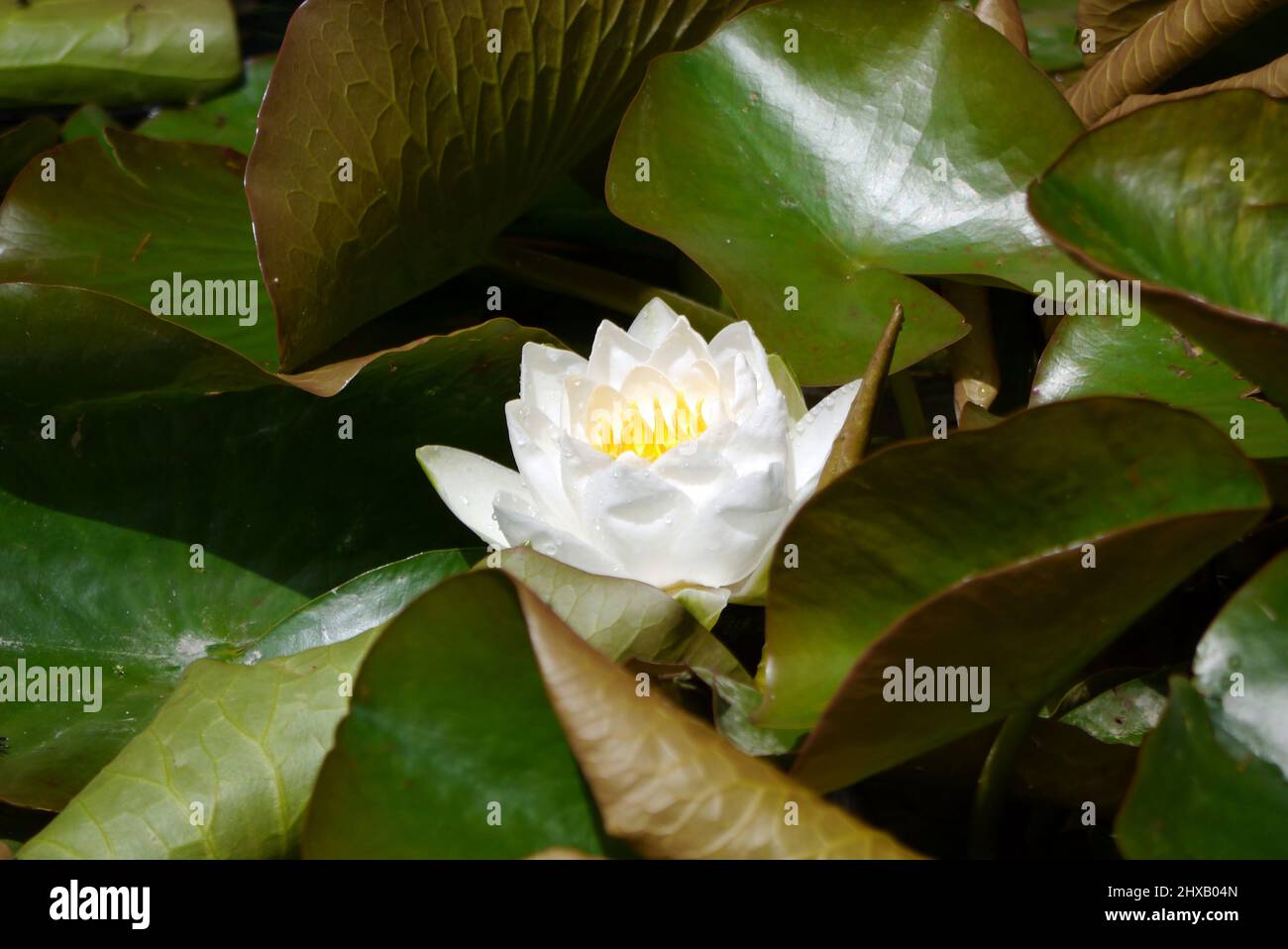 Single White Water Lilly (Nymphaea alba) Flower Floating in Lilly Pond ...