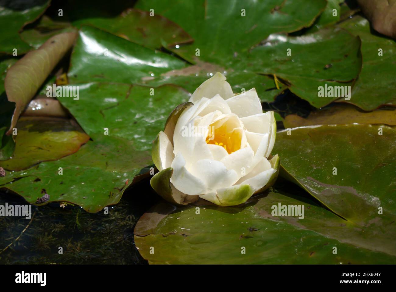Single White Water Lilly (Nymphaea alba) Flower Floating in Lilly Pond ...