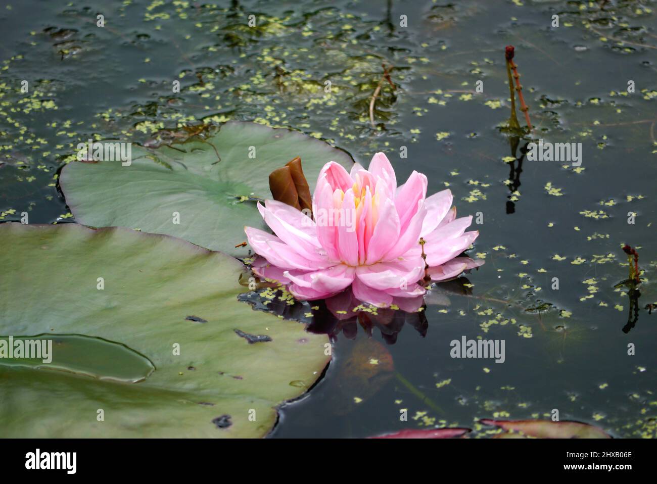 Single Pink Water Lilly (Nymphaea Amabilis) Flower Floating in Lilly ...