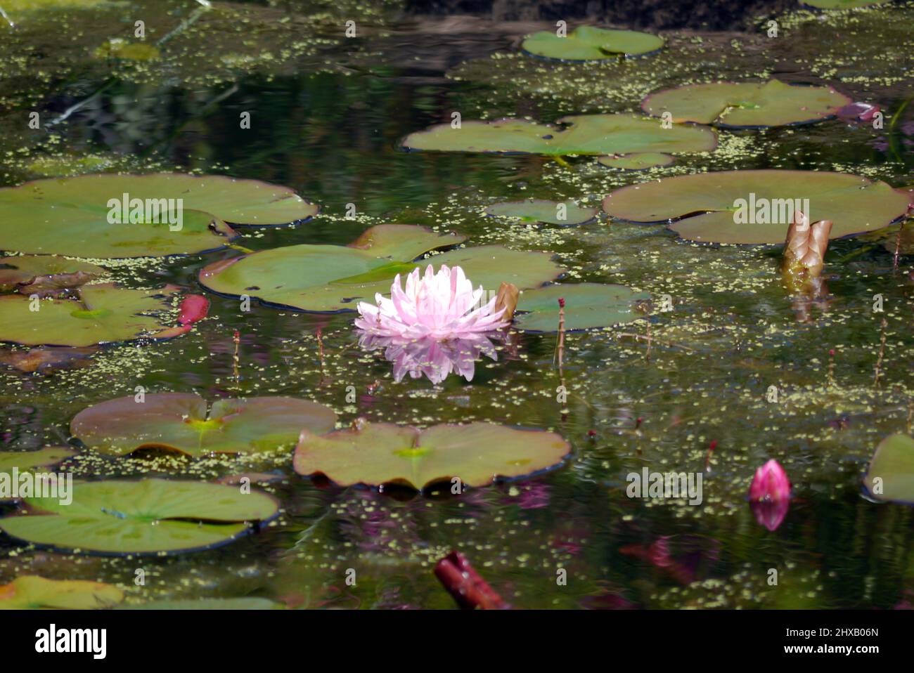 Single Pink Water Lilly (Nymphaea Amabilis) Flower Floating in Lilly ...