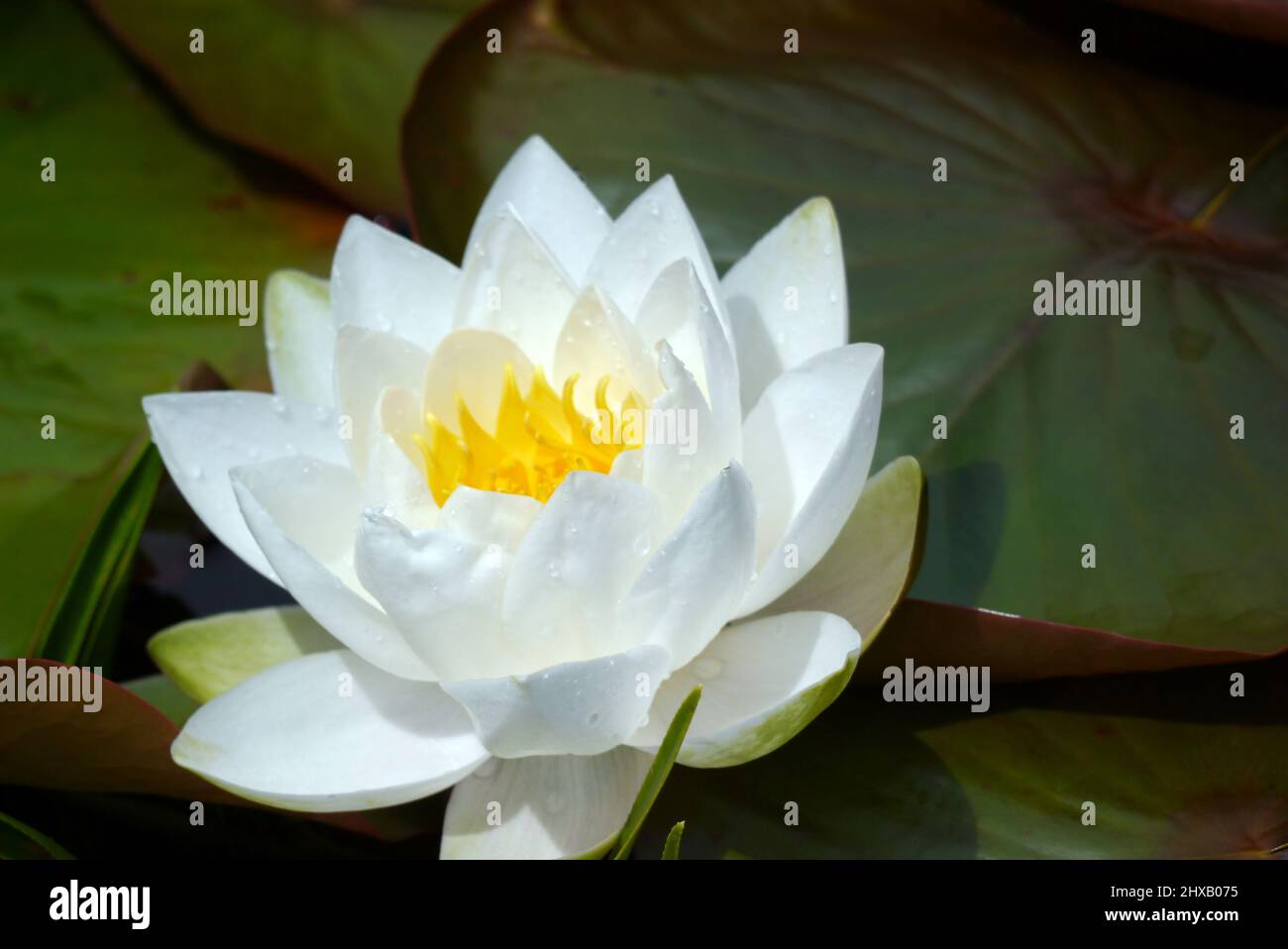 Single White Water Lilly (Nymphaea alba) Flower Floating in Lilly Pond ...