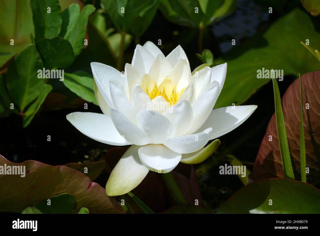 Single White Water Lilly (Nymphaea alba) Flower Floating in Lilly Pond ...