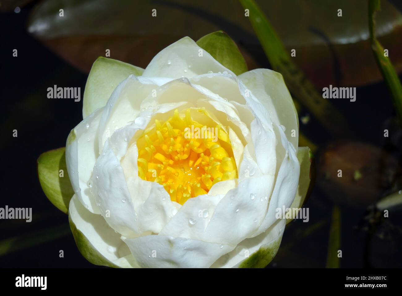 Single White Water Lilly (Nymphaea alba) Flower Floating in Lilly Pond ...