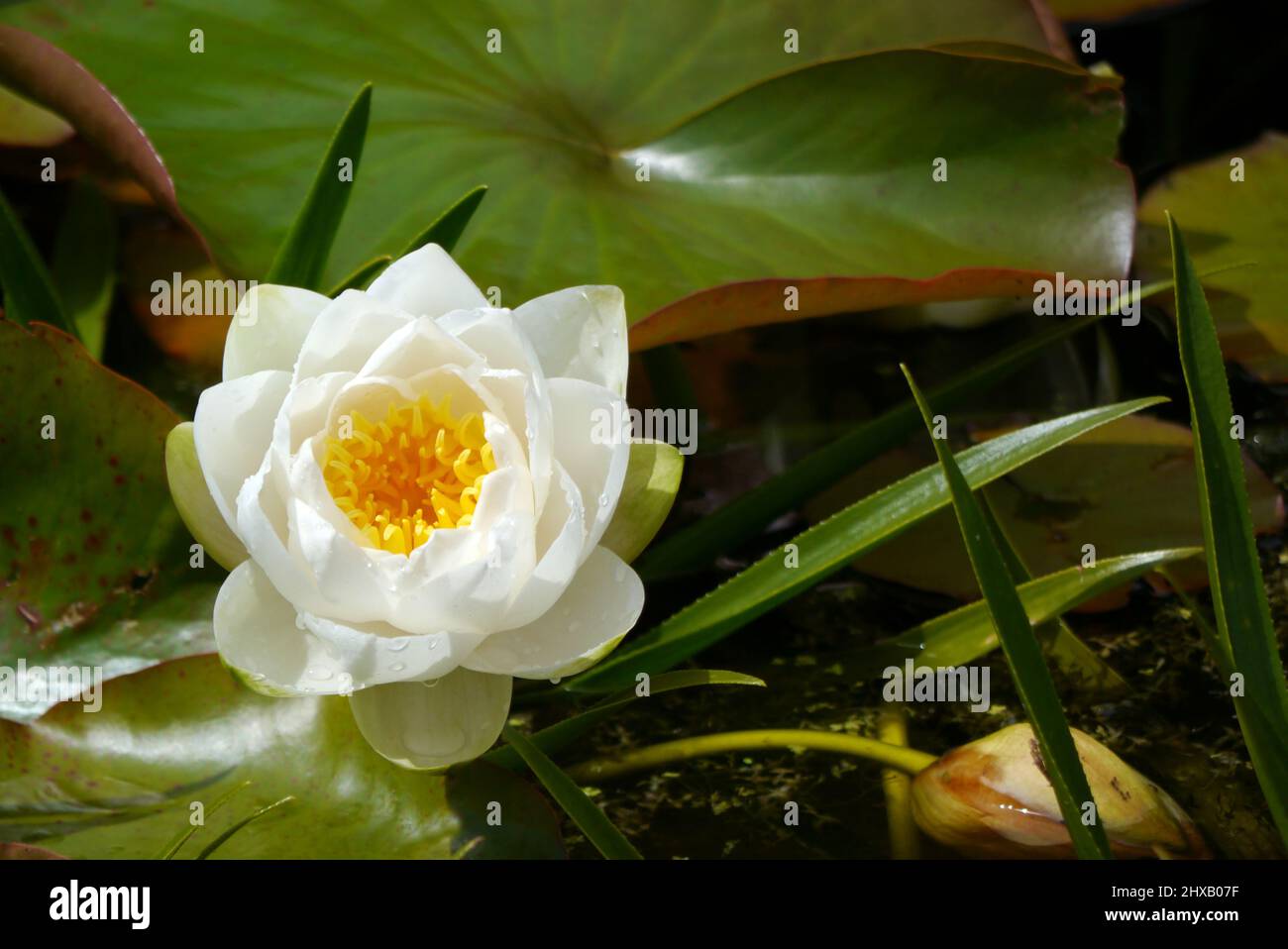 Single White Water Lilly (Nymphaea alba) Flower Floating in Lilly Pond ...