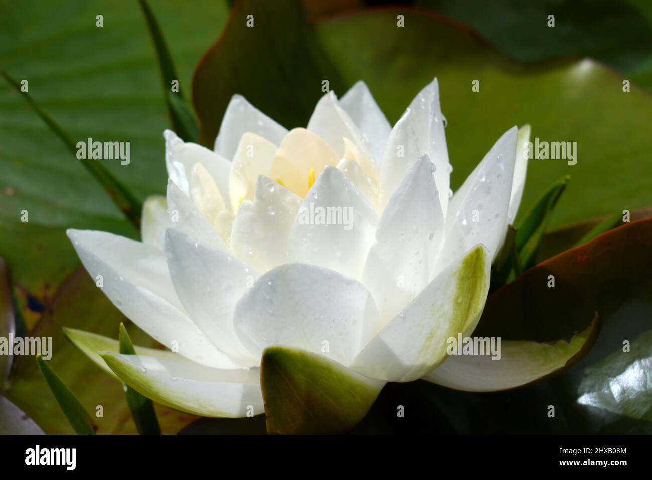 Single White Water Lilly (Nymphaea alba) Flower Floating in Lilly Pond ...