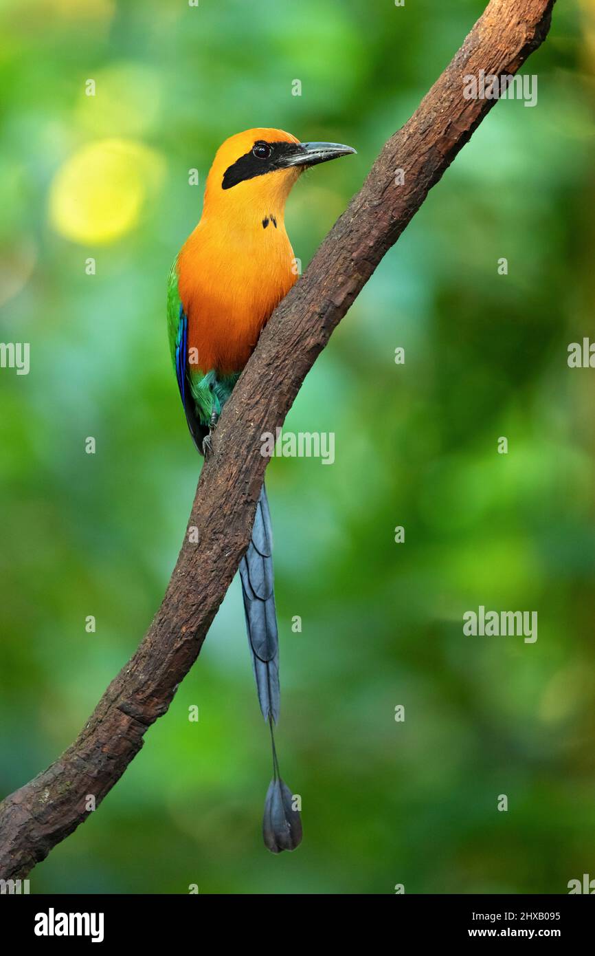 The rufous motmot (Baryphthengus martii) is a near-passerine bird in ...