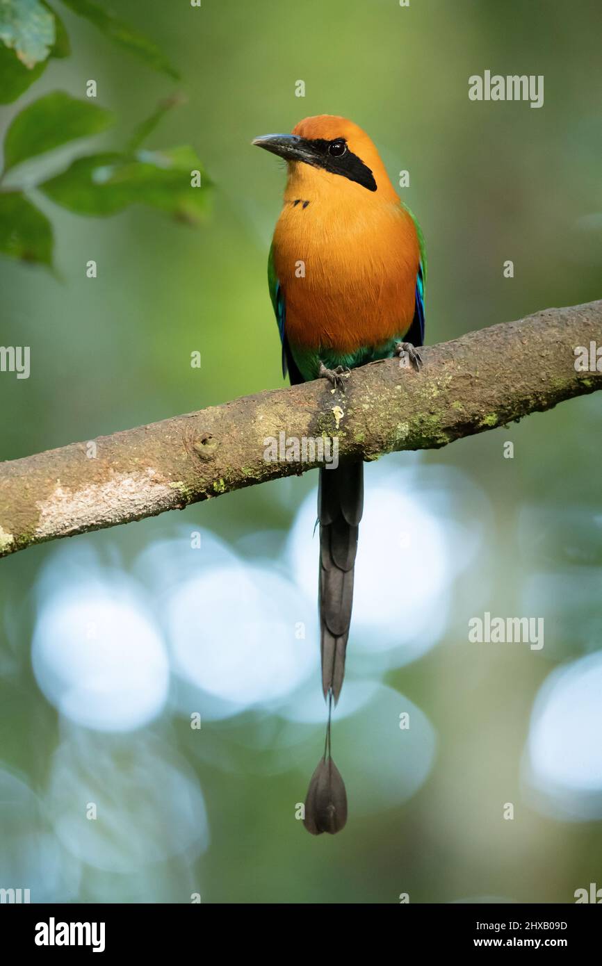 The rufous motmot (Baryphthengus martii) is a near-passerine bird in ...