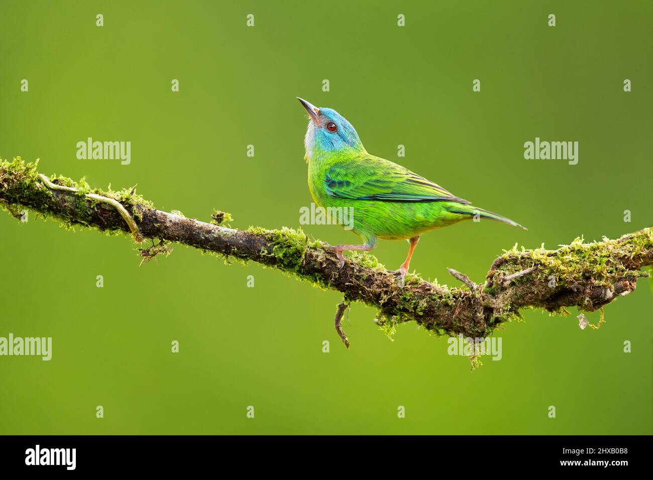 The blue dacnis or turquoise honeycreeper (Dacnis cayana) is a small ...