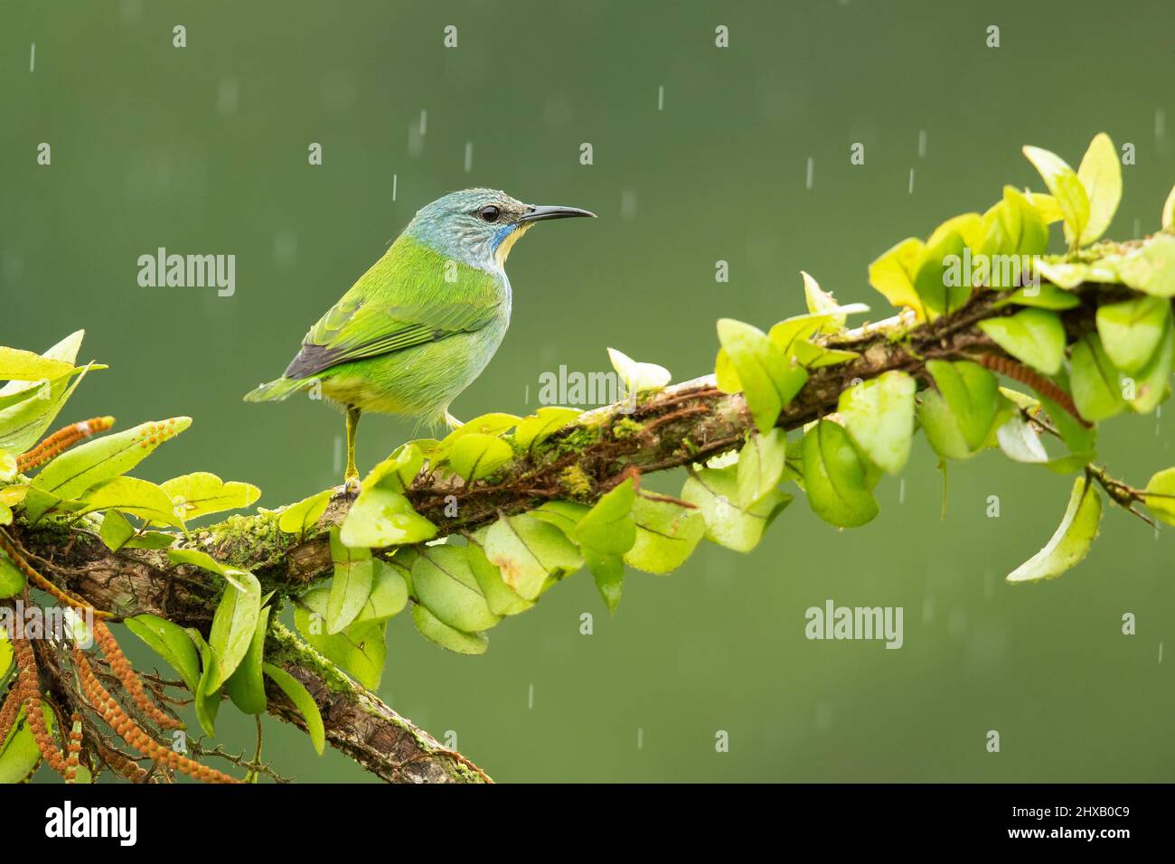 The blue dacnis or turquoise honeycreeper (Dacnis cayana) is a small ...