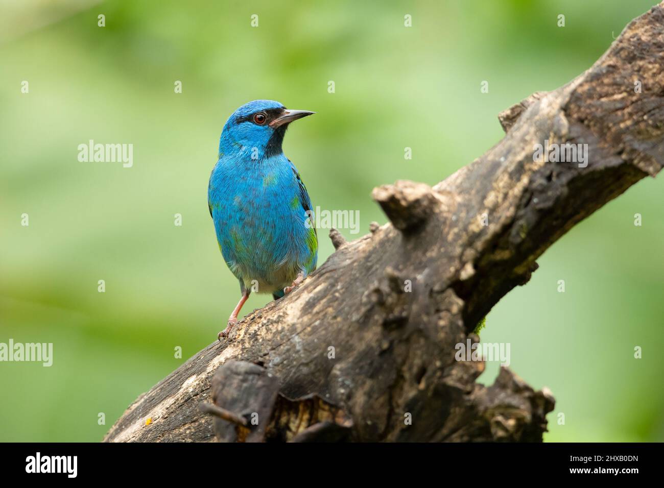 The blue dacnis or turquoise honeycreeper (Dacnis cayana) is a small ...