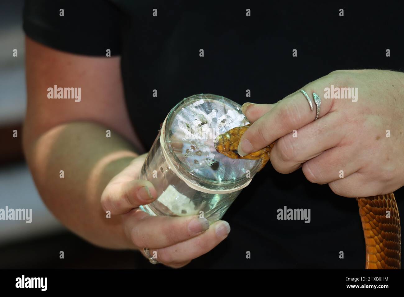 Snake venom milking hi-res stock photography and images - Alamy
