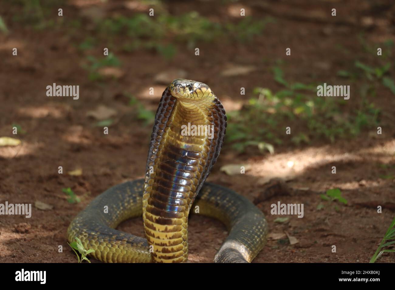 Spitting cobra hi-res stock photography and images - Alamy