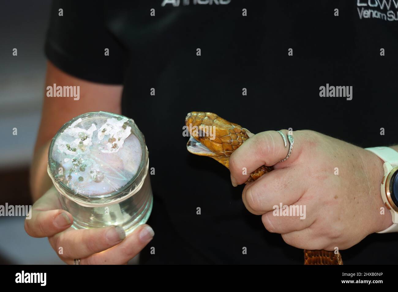 Snake venom milking hi-res stock photography and images - Alamy