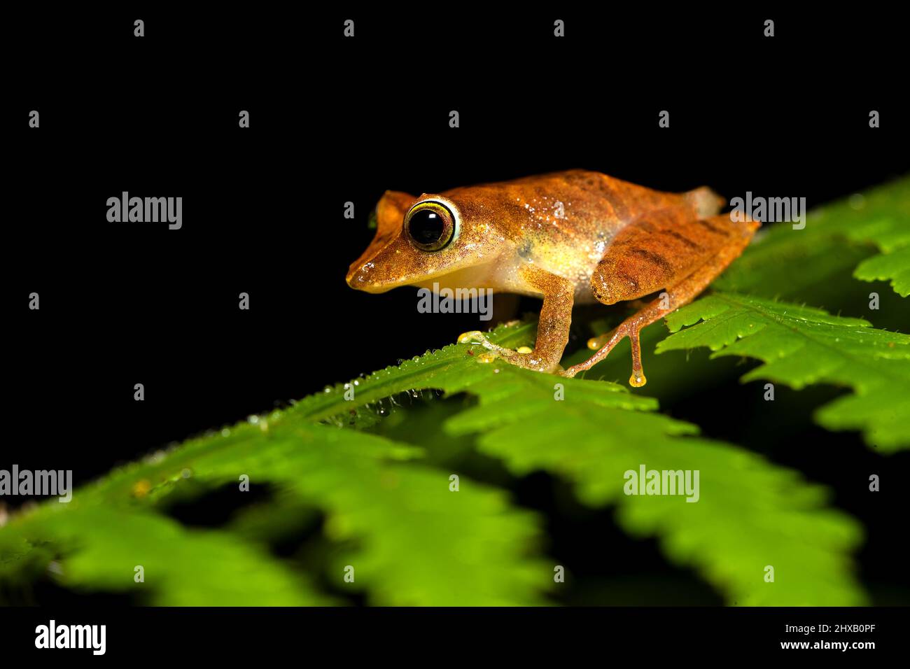 Pristimantis caryophyllaceus is a species of frog in the family ...