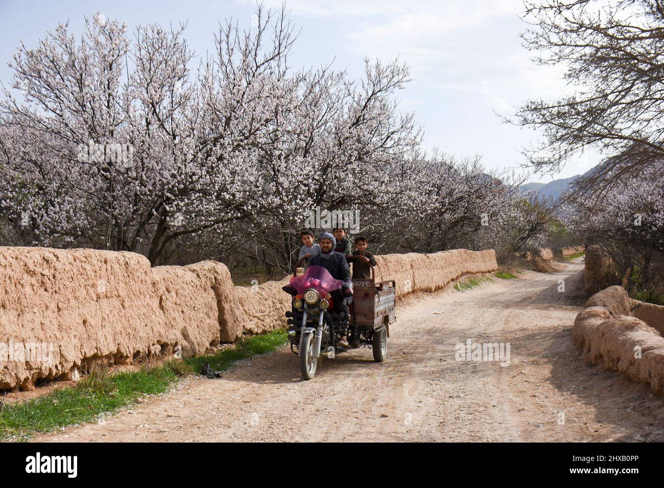 Almond trees afghanistan hi-res stock photography and images - Alamy