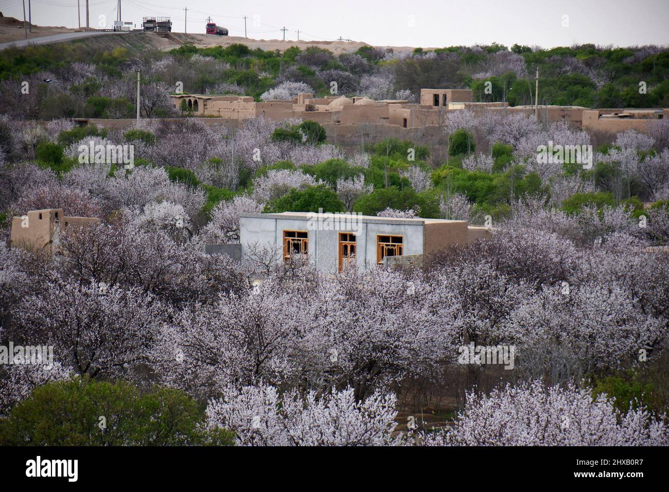 Almond trees afghanistan hi-res stock photography and images - Alamy