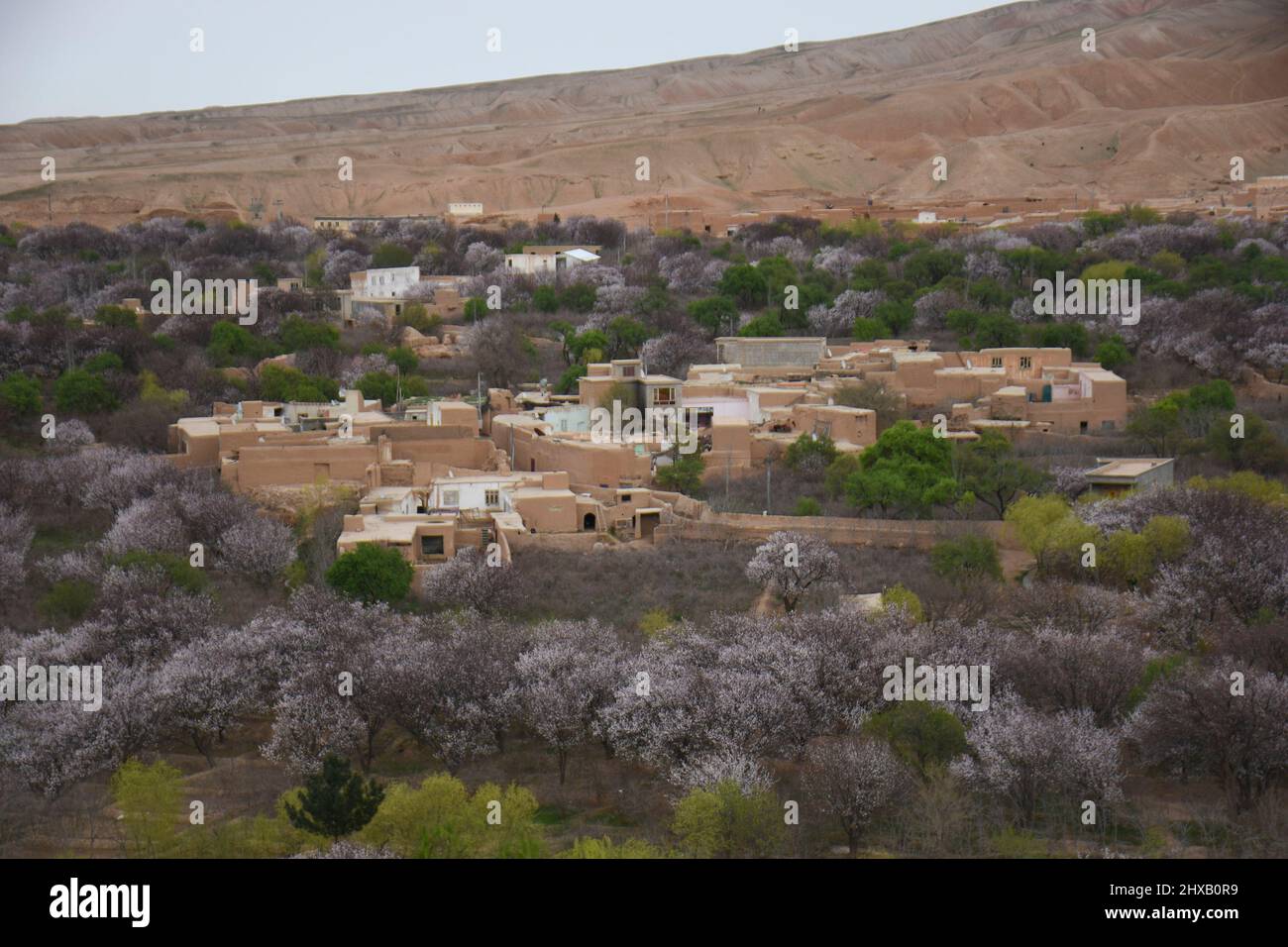 Almond trees afghanistan hi-res stock photography and images - Alamy