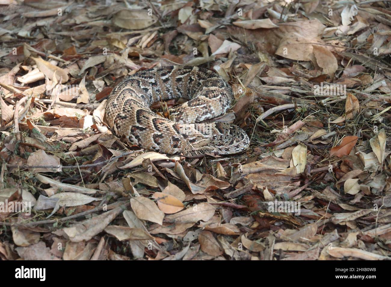Puff adder bite hi-res stock photography and images - Alamy
