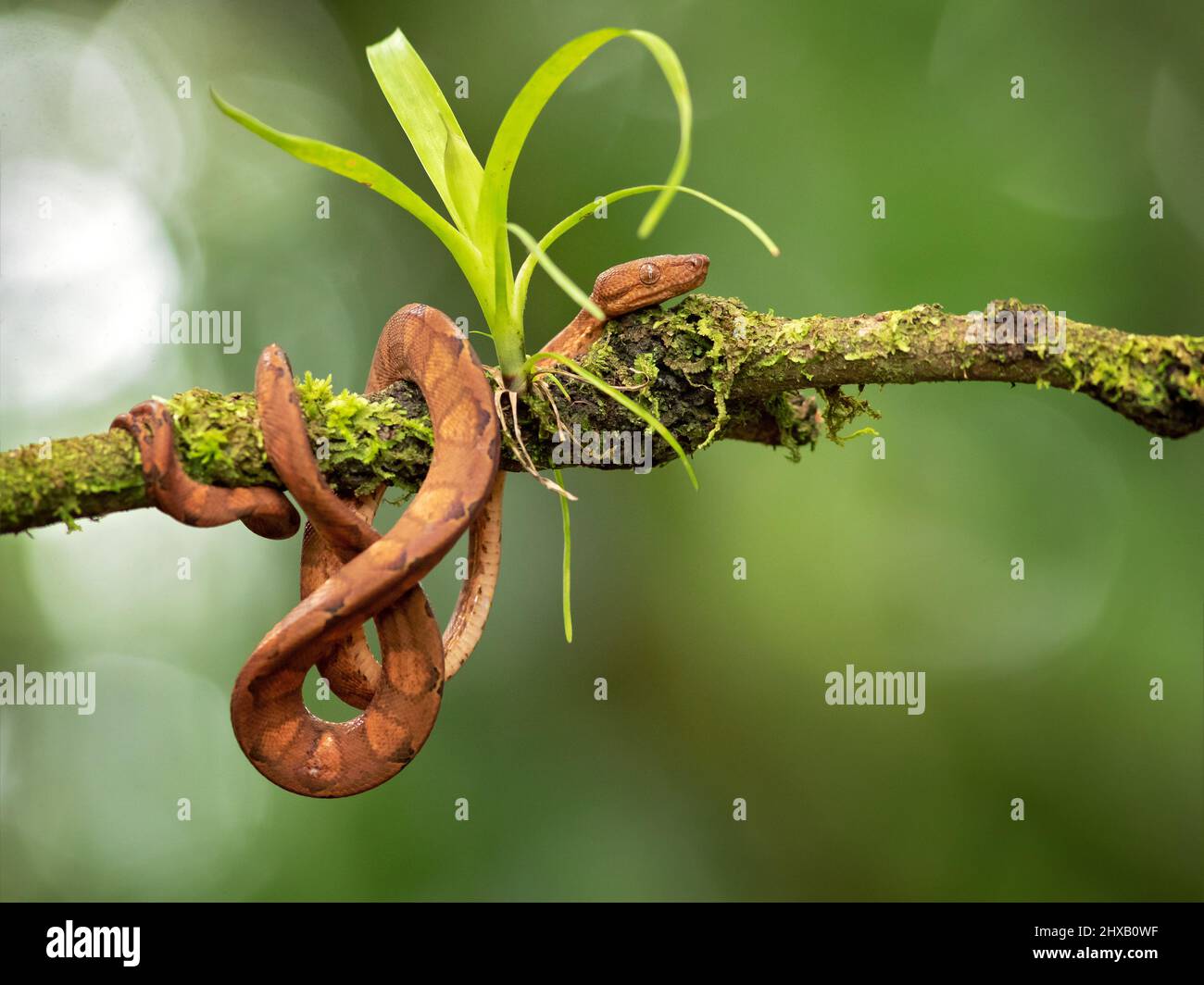 Annulated tree boa corallus annulatus hi-res stock photography and ...