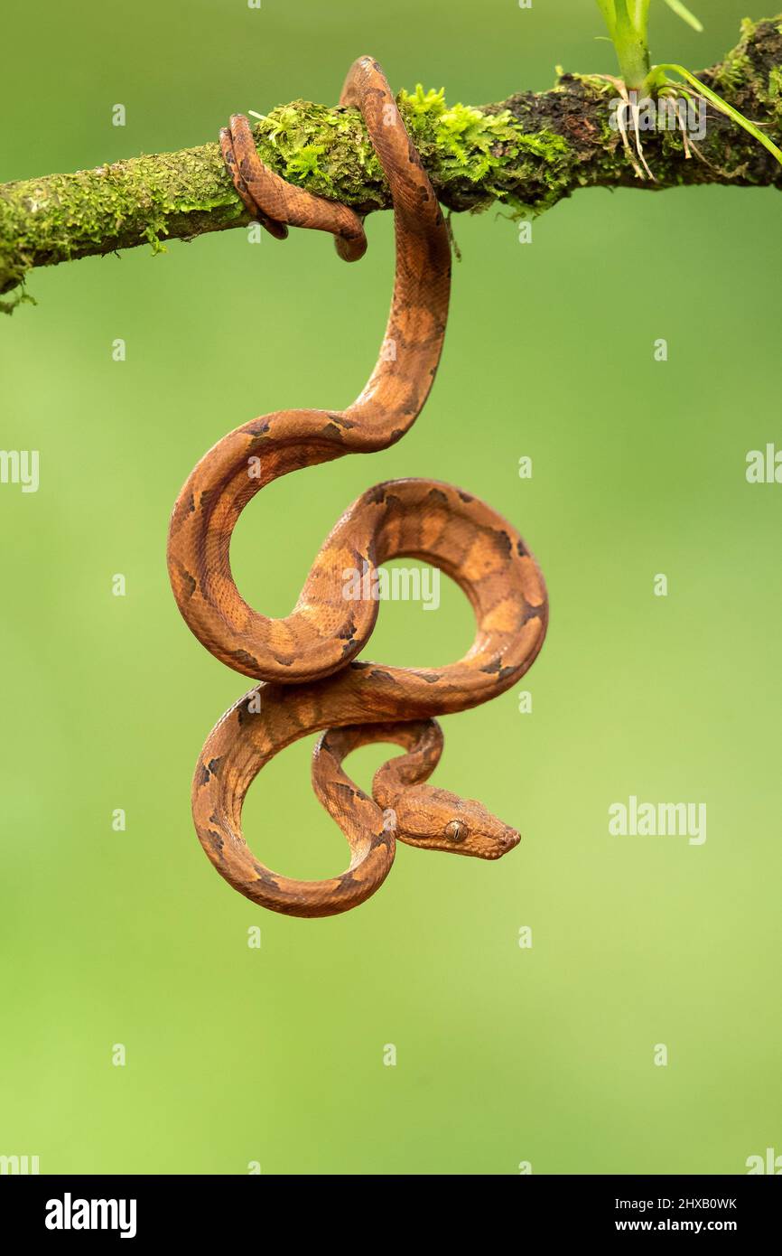 Snakes climbing hi-res stock photography and images - Alamy