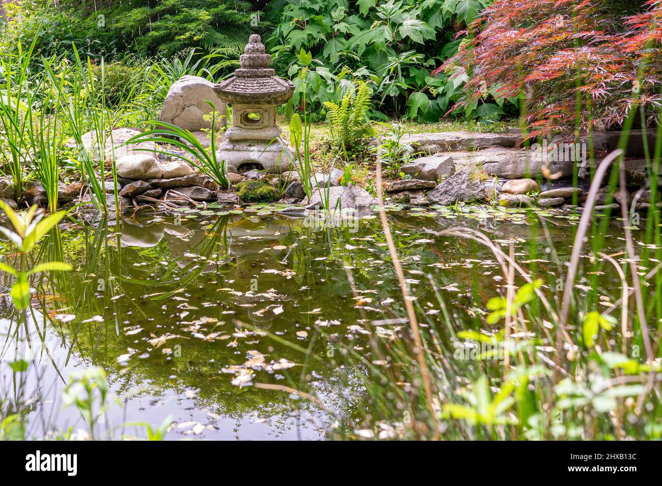 Little pond in a Japanese style garden Stock Photo - Alamy